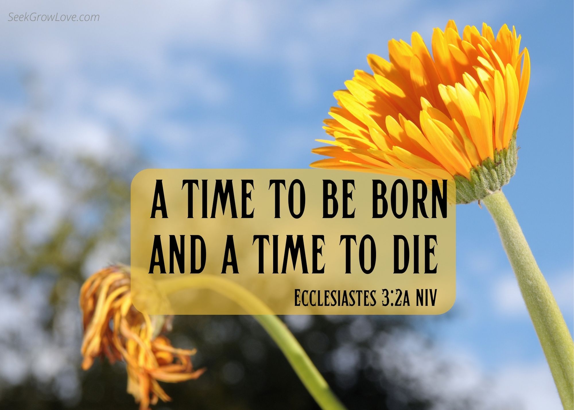 Ecclesiastes 3 – Seek Grow Love