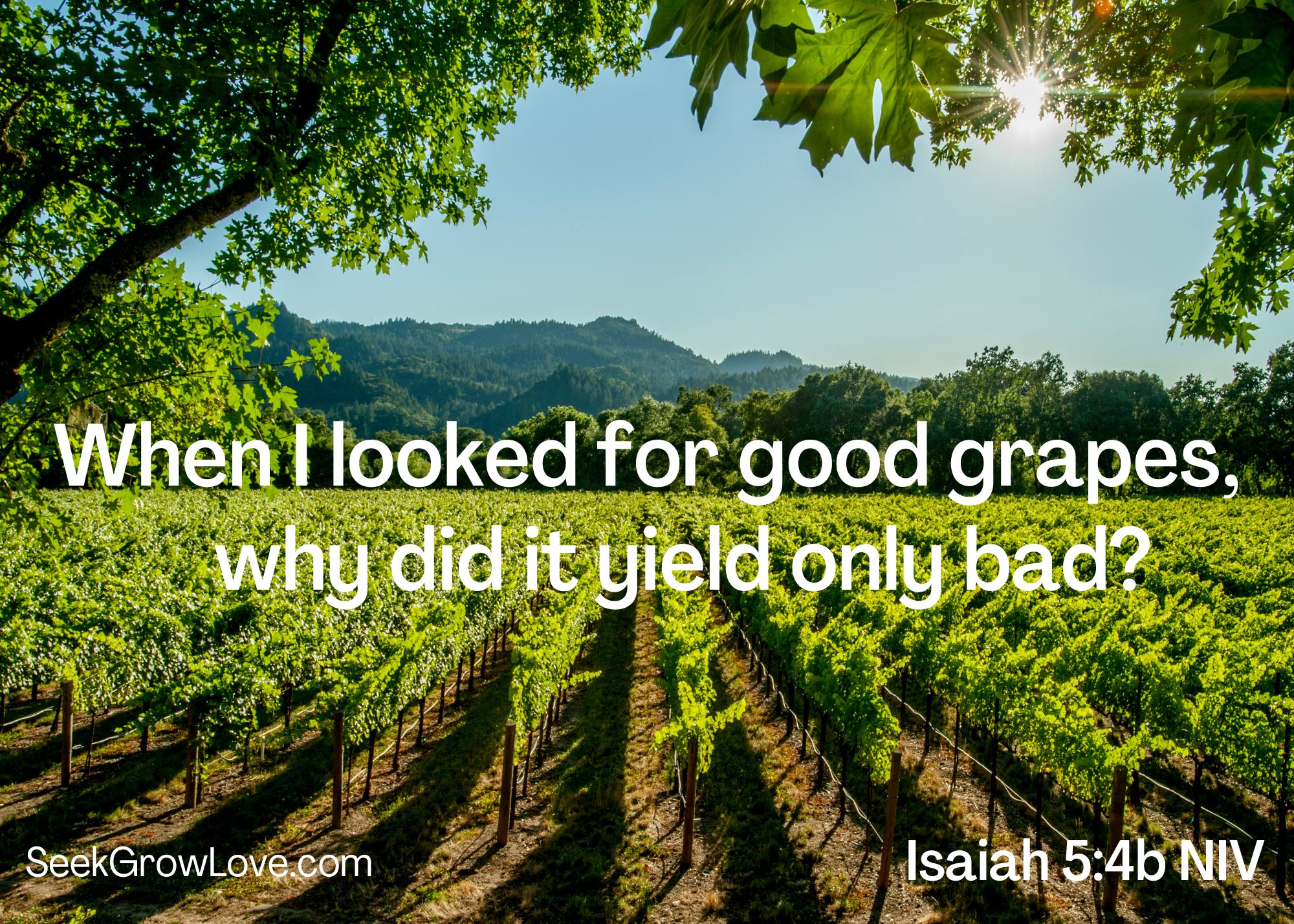 Isaiah 5 – Seek Grow Love