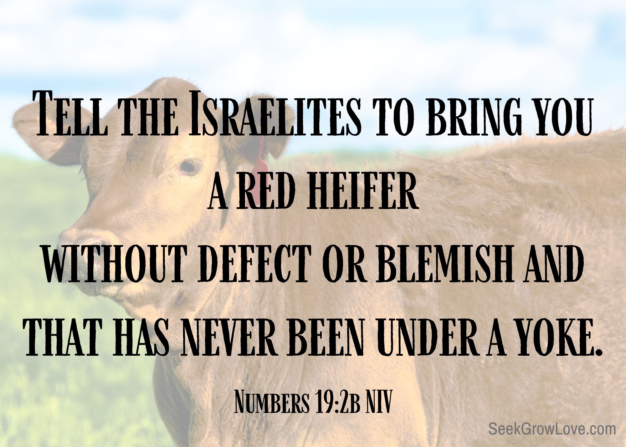 The Red Heifer – Seek Grow Love