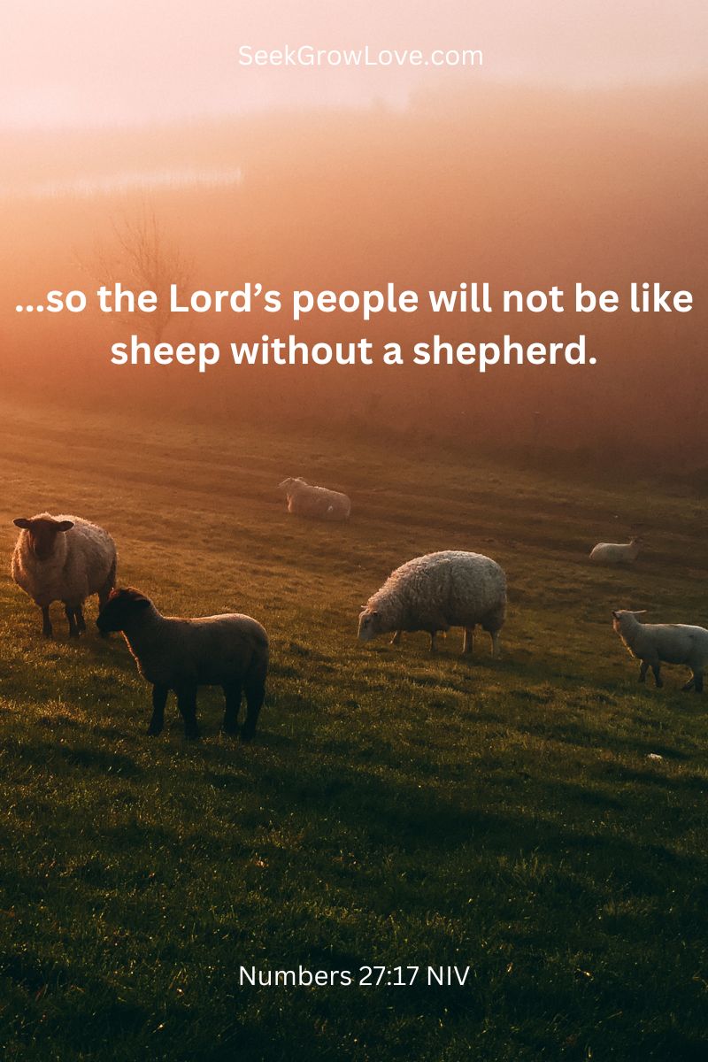 A New Shepherd – Seek Grow Love