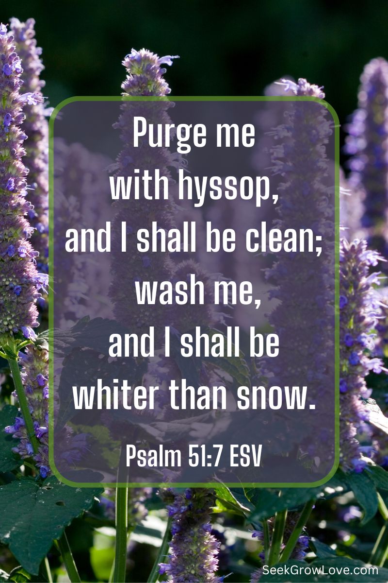 Hyssop – Seek Grow Love